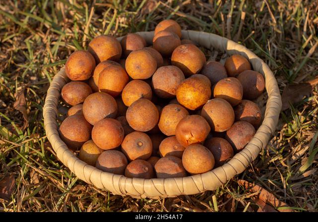 Thread!! Some of Zambian indigenous fruits/nuts you might want to try ...