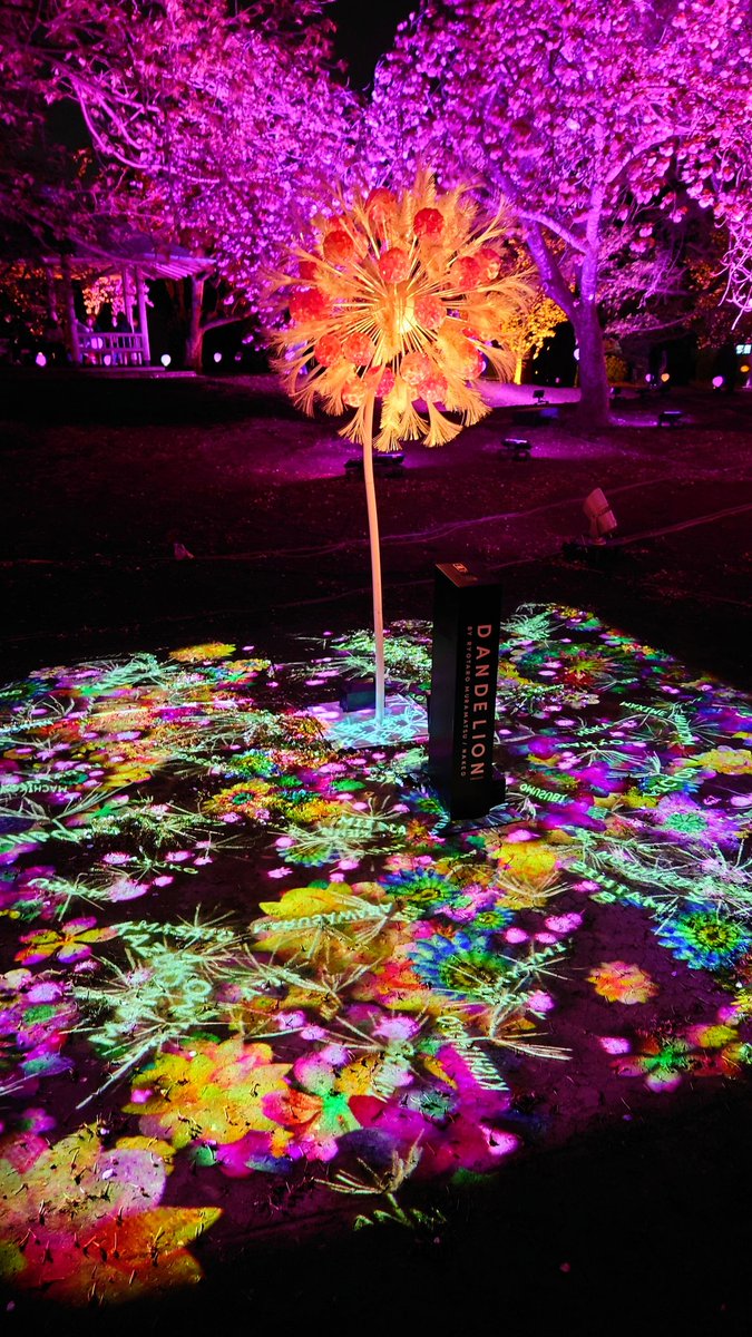 岡戸 大助 On Twitter 先日、「naked 桜の新宿御苑 2023」へ、ライトアップやプロジェクションマッピングによる夜桜を見に行きました