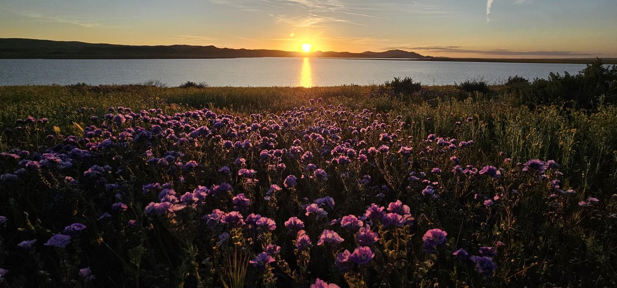 Rob Hoff 🏔🌌🦜💨 on Twitter: "RT @PezmanWx: Day 3, we have become one with the wildflowers @wxmann ...
