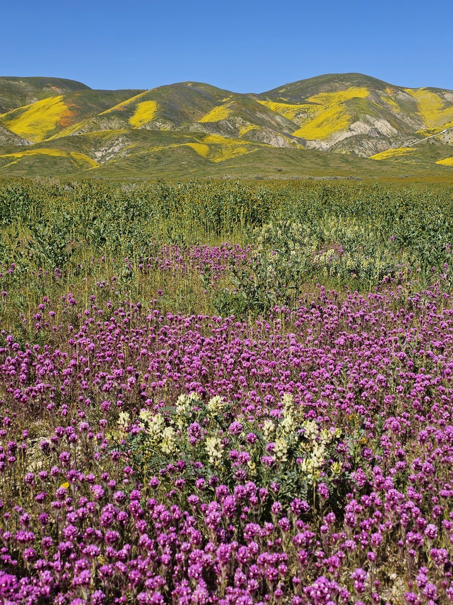 Rob Hoff 🏔🌌🦜💨 on Twitter: "RT @PezmanWx: Day 3, we have become one with the wildflowers @wxmann ...