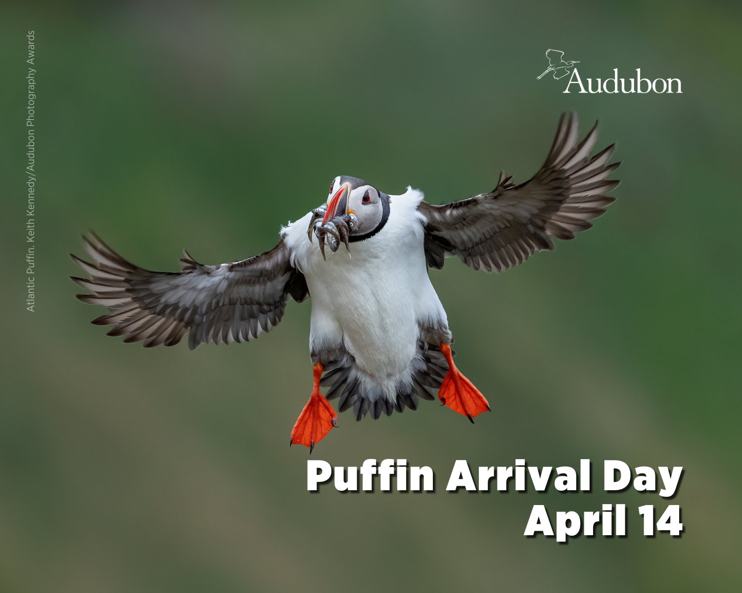Created by Norwegian island communities to mark the return of Atlantic Puffins that spent their ...