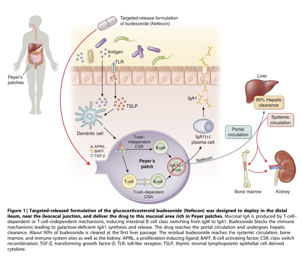 Budesonide Mechanism Of Action