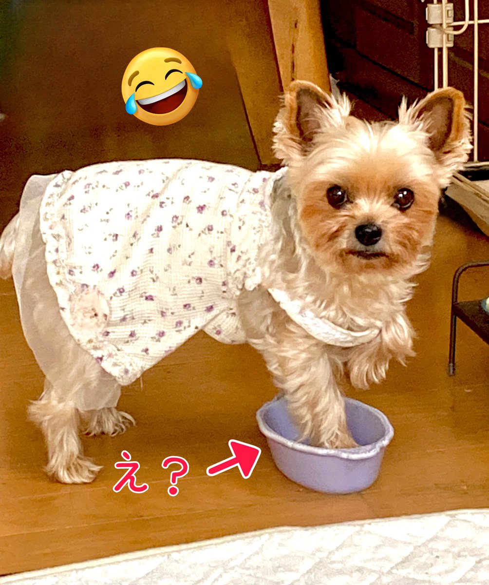 るるここ On Twitter うちの子🐶 ごはんのさいそくが 個性的笑๑ơ ∀ ơ・∵ブハッ ヨークシャーテリア ヨーキー 犬のいる暮らし ↓ごはんの器に足つこむタイプ