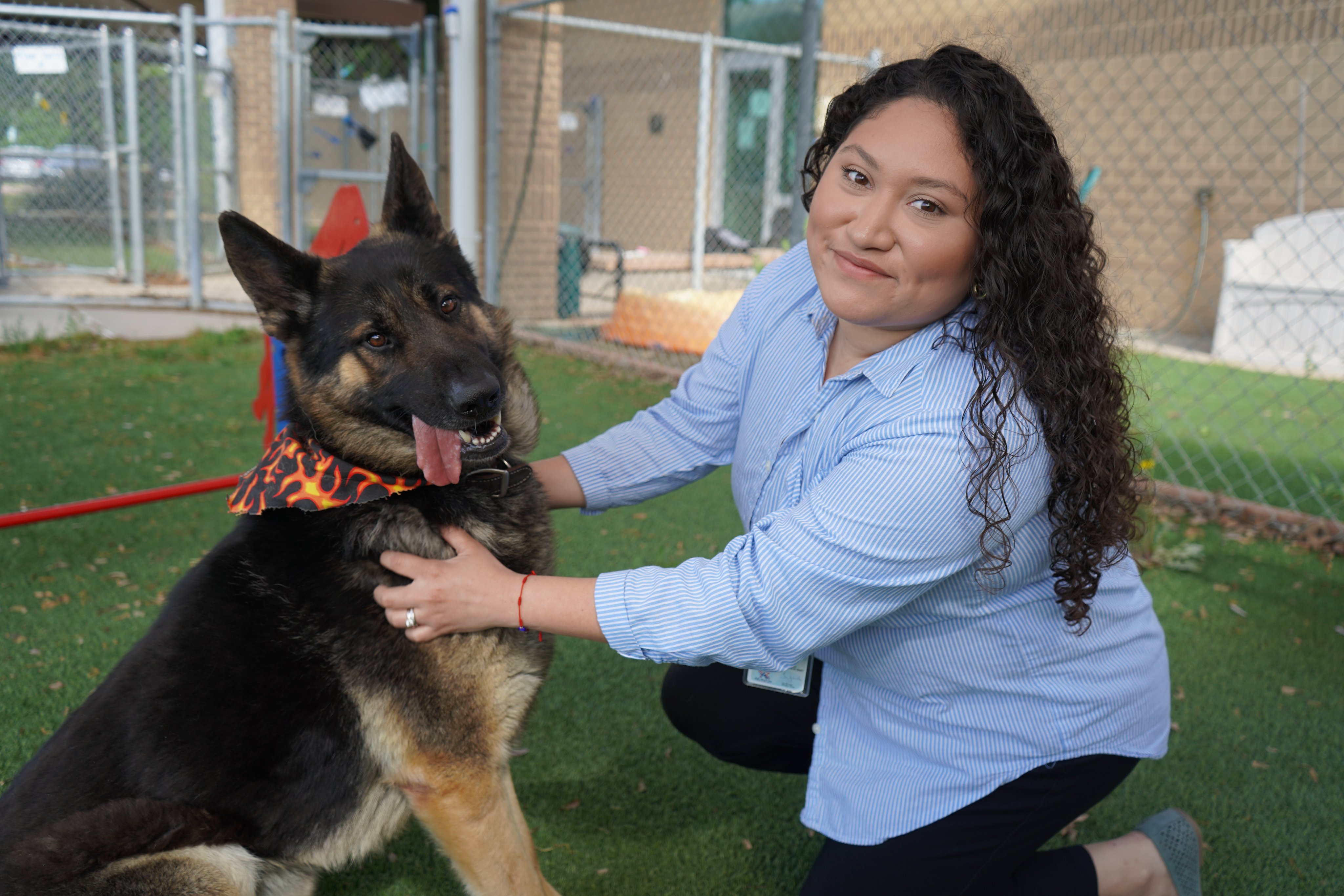 10 Year Old German Shepherd