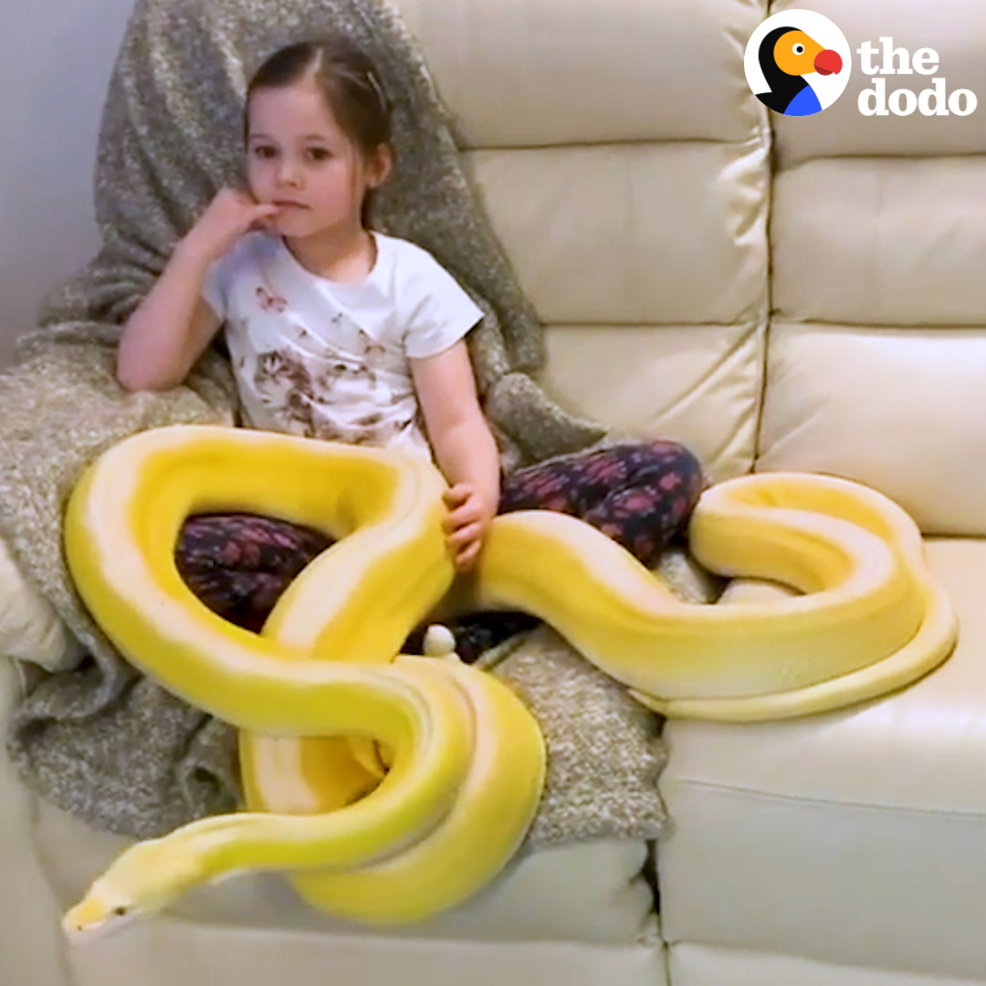 The Dodo on Twitter: "This little girl has tea parties with her 16-foot python 💛 https://t.co ...