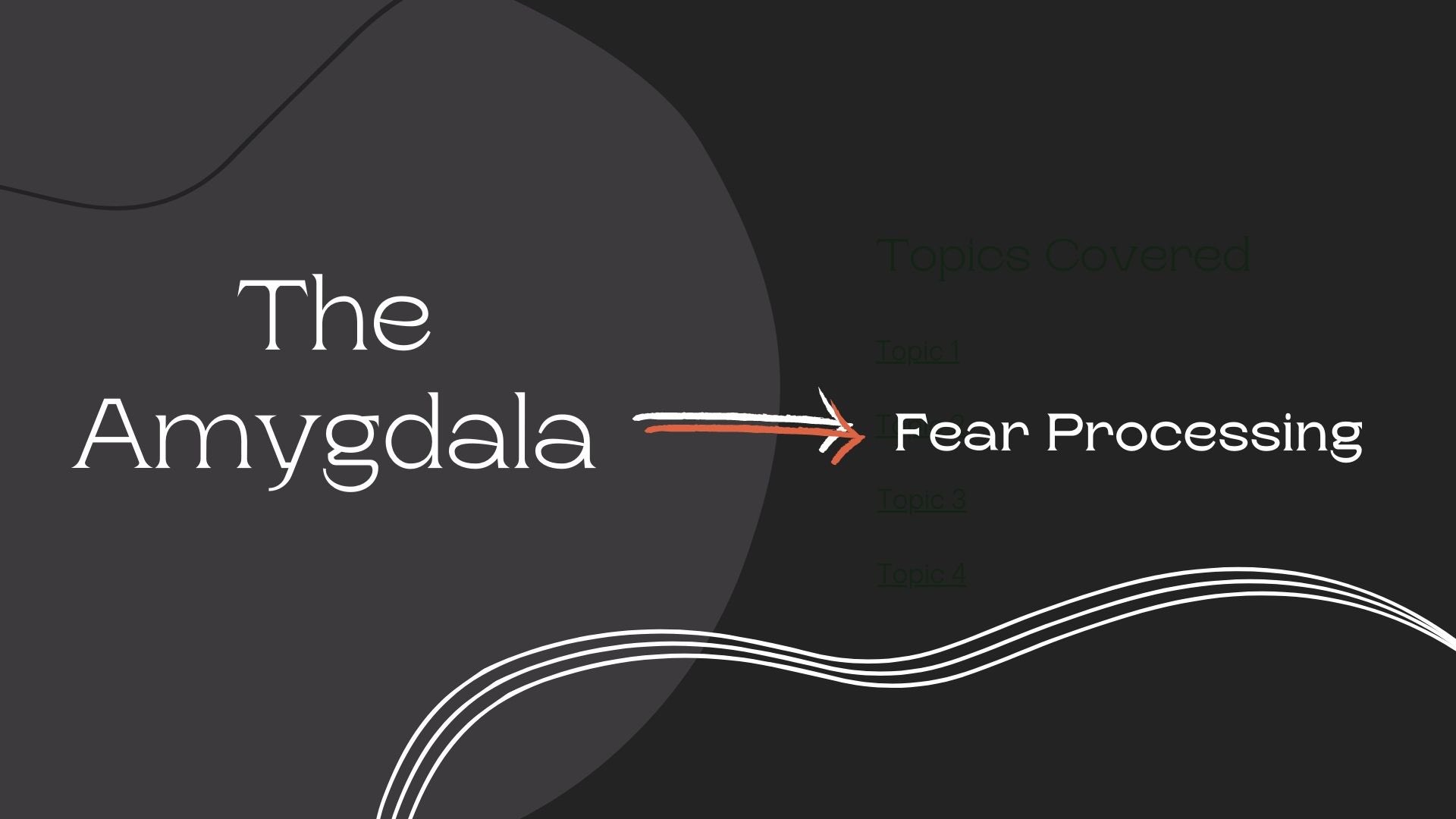 Amygdala Fear