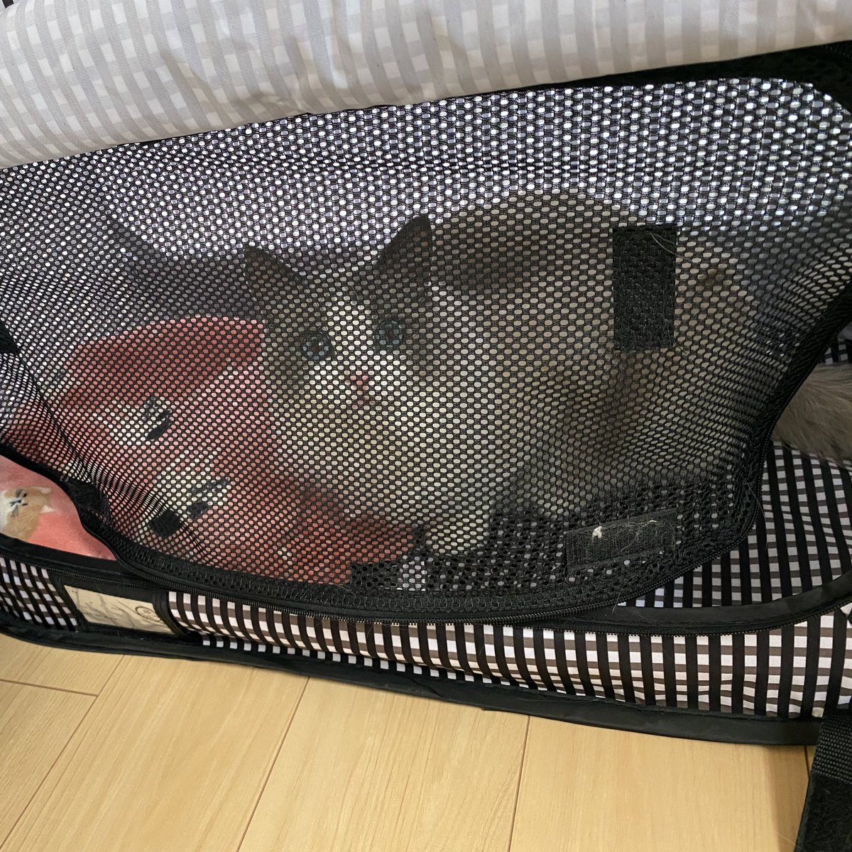 ルティー on Twitter: "RT @letao_ragdoll: ケージの中が好きなルタオ😊"