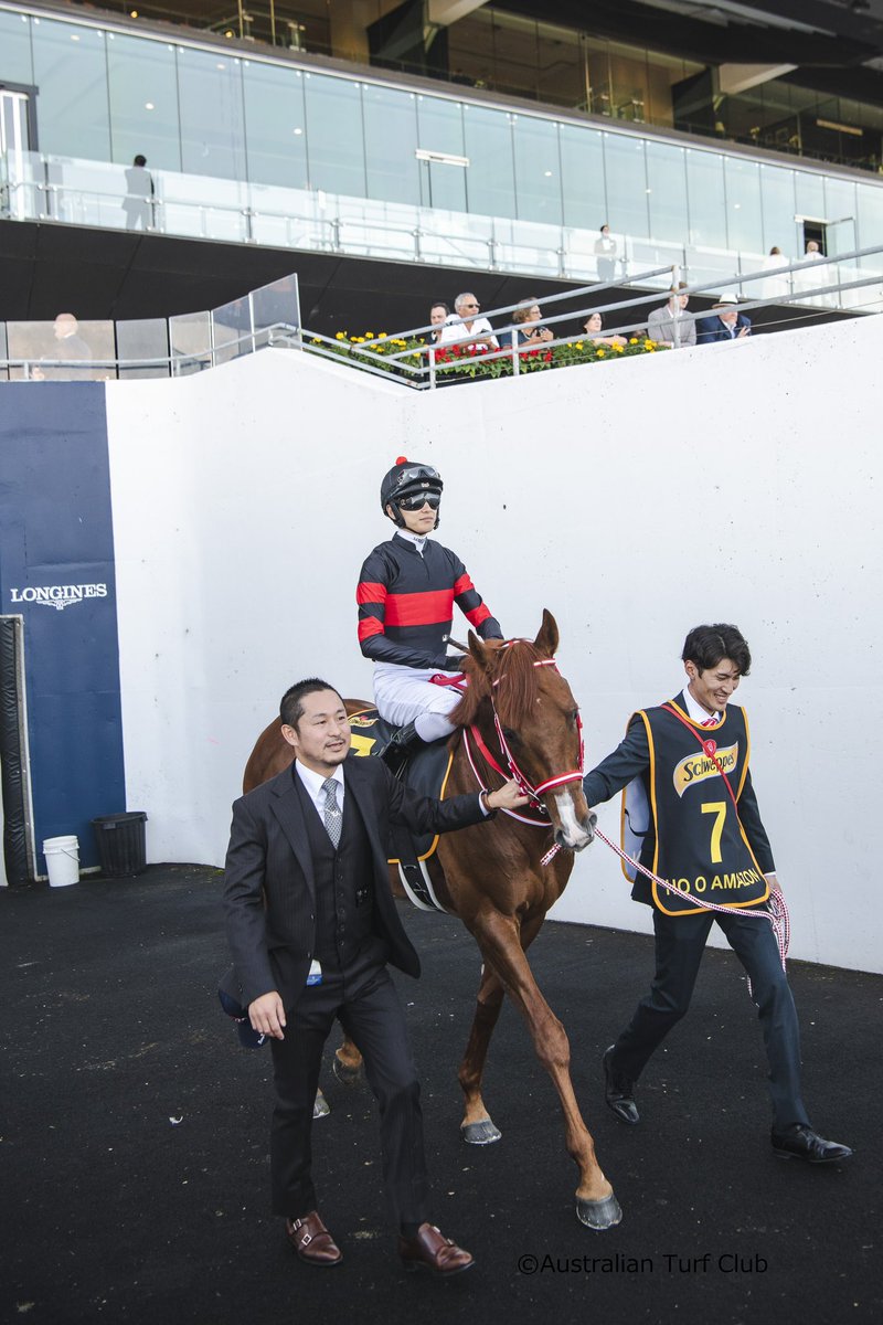 JRA World Racing on Twitter: "🇦🇺 #オールエイジドステークス に出走した #ホウオウアマゾン の写真をお届けします🏇 レース後コメント等につきましてはJRA ...