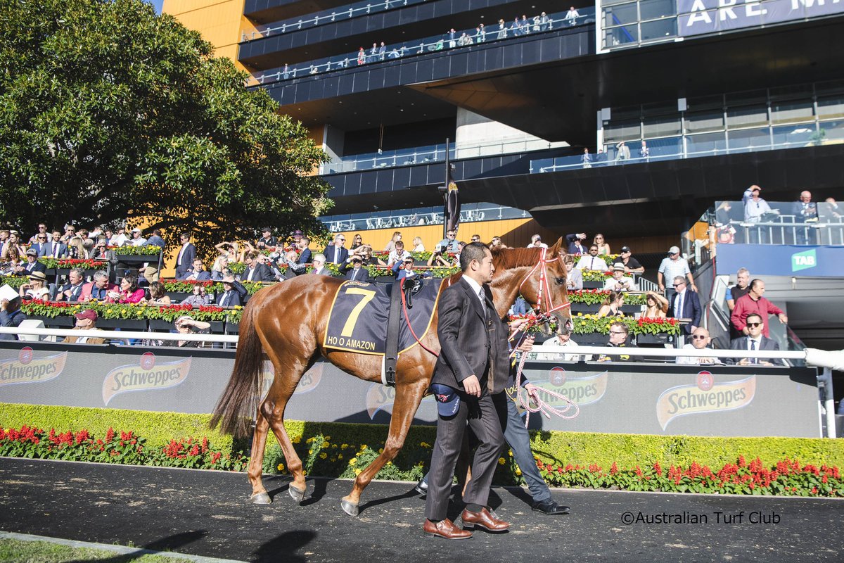 JRA World Racing on Twitter: "🇦🇺 #オールエイジドステークス に出走した #ホウオウアマゾン の写真をお届けします🏇 レース後コメント等につきましてはJRA ...
