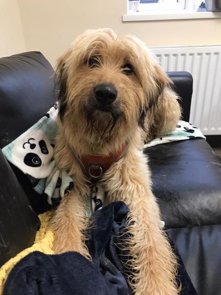 Briard Golden Retriever Mix