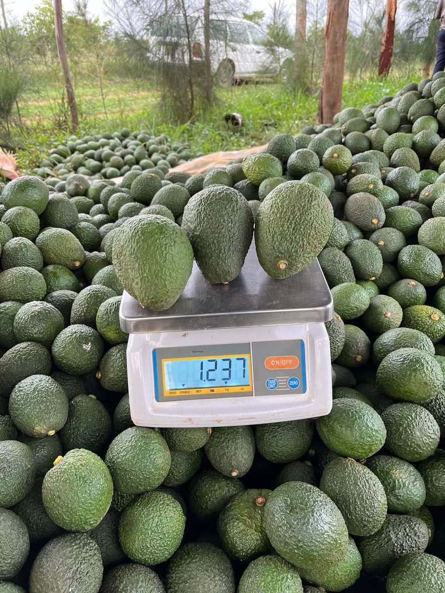 At such a point ,a Farmer gets to realize that the 3 year waiting ...