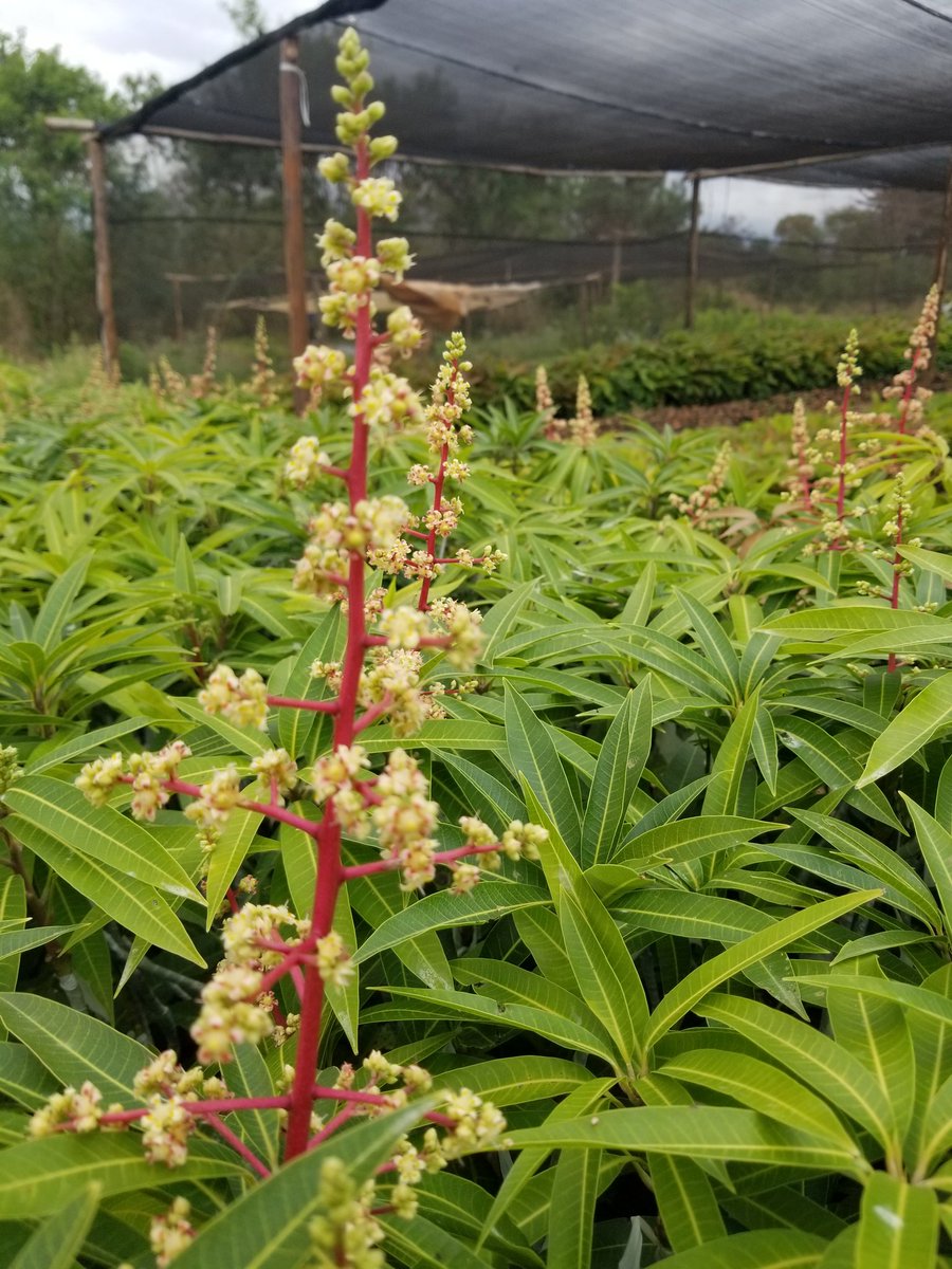 At such a point ,a Farmer gets to realize that the 3 year waiting ...