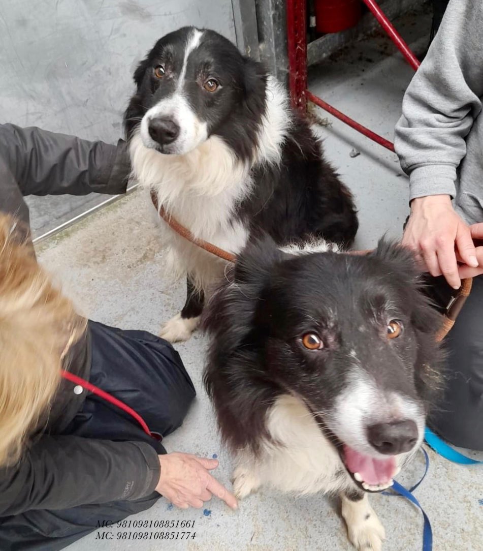 Are Collies Affectionate