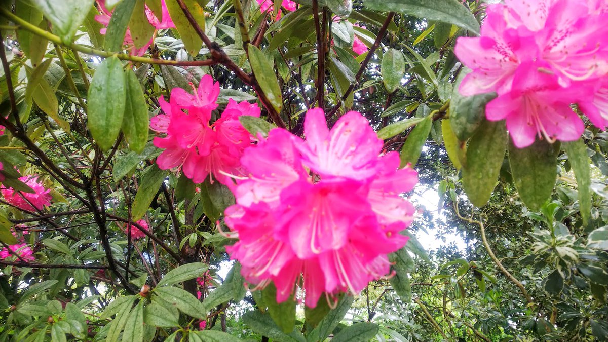 目で確認現場主義 On Twitter びわ湖大津から水生みずの森植物園②の②、左上県郷土の花シャクナゲ、右上イエロープリンセス、左下館内のロビーで開催中のちぎり絵展の作品、右下昨日