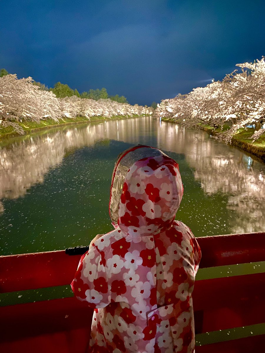 みみちゃん On Twitter 雨だけど夜桜見に行ってきた☔️ 相変わらず世界一綺麗なのよ🌸