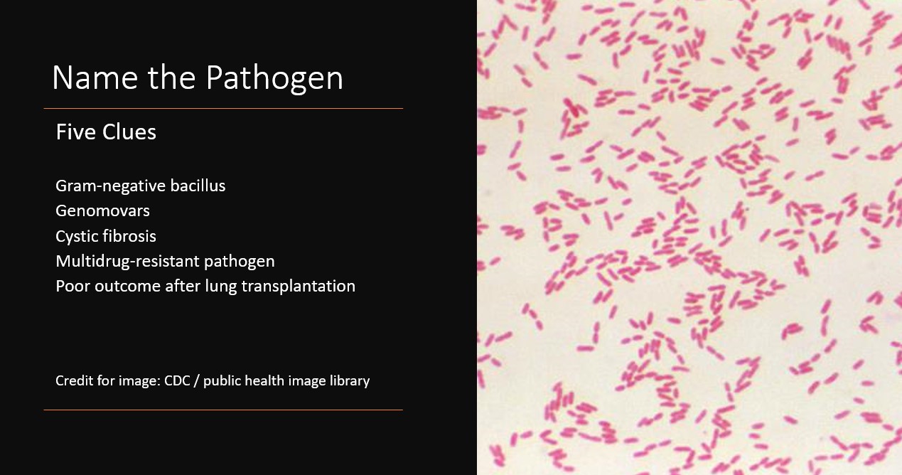 Gram Negative Bacteria Bacilli