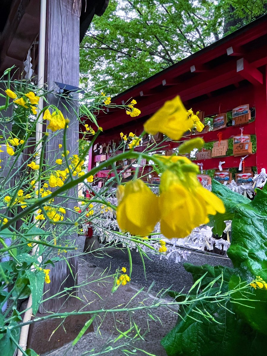 🐰mintblue🐰御朱印巡り@スマホ写真部 on Twitter: "#東京都北区 #滝野川八幡神社 2023/4/15【滝野川八幡神社】 15日の参拝は久々 今日は御朱印の （勝）の文字を ...