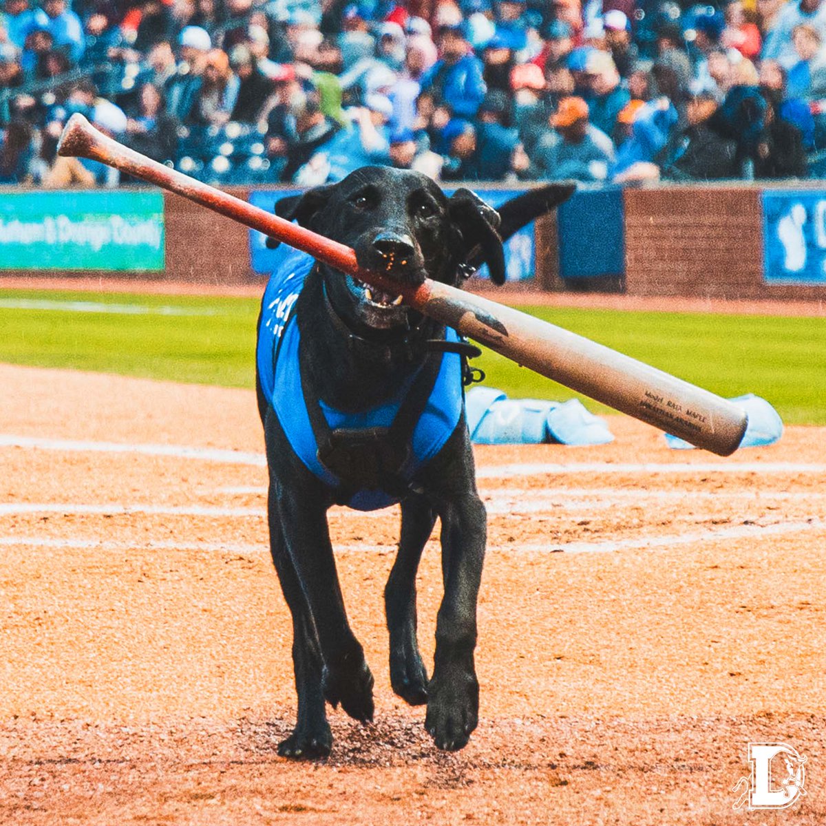 Ripken the Bat Dog on Twitter: "Super excited for tonight’s game!!🐾🐾"