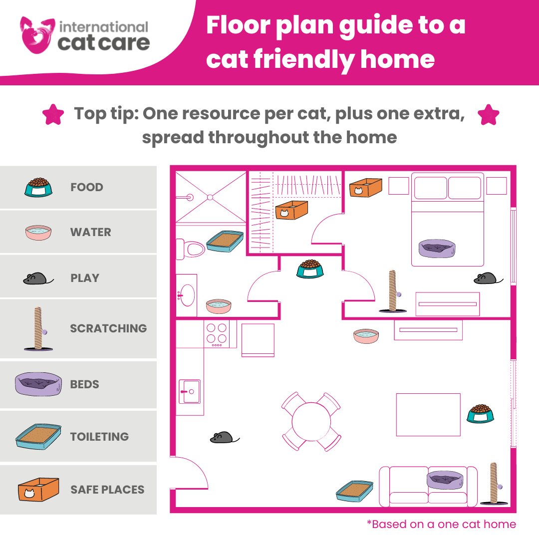 International Cat Care on Twitter: "🏡 A cats physical and mental wellbeing can be positively ...