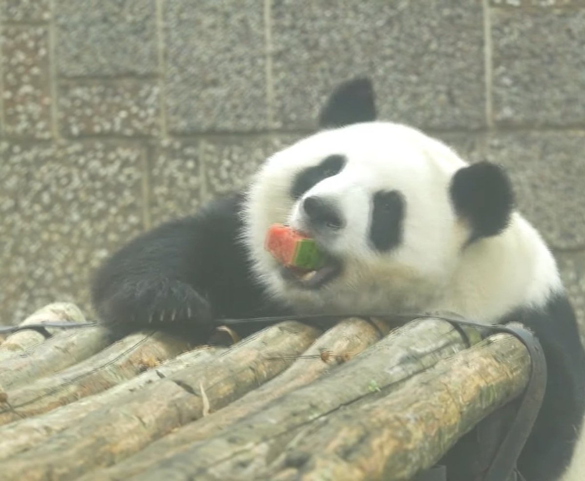 Suki🐼Dingels🍉 on Twitter: Suki🐼Dingels🍉 on Twitter: