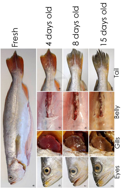 This is a short collection of 7 fish pictures to help you select the ...