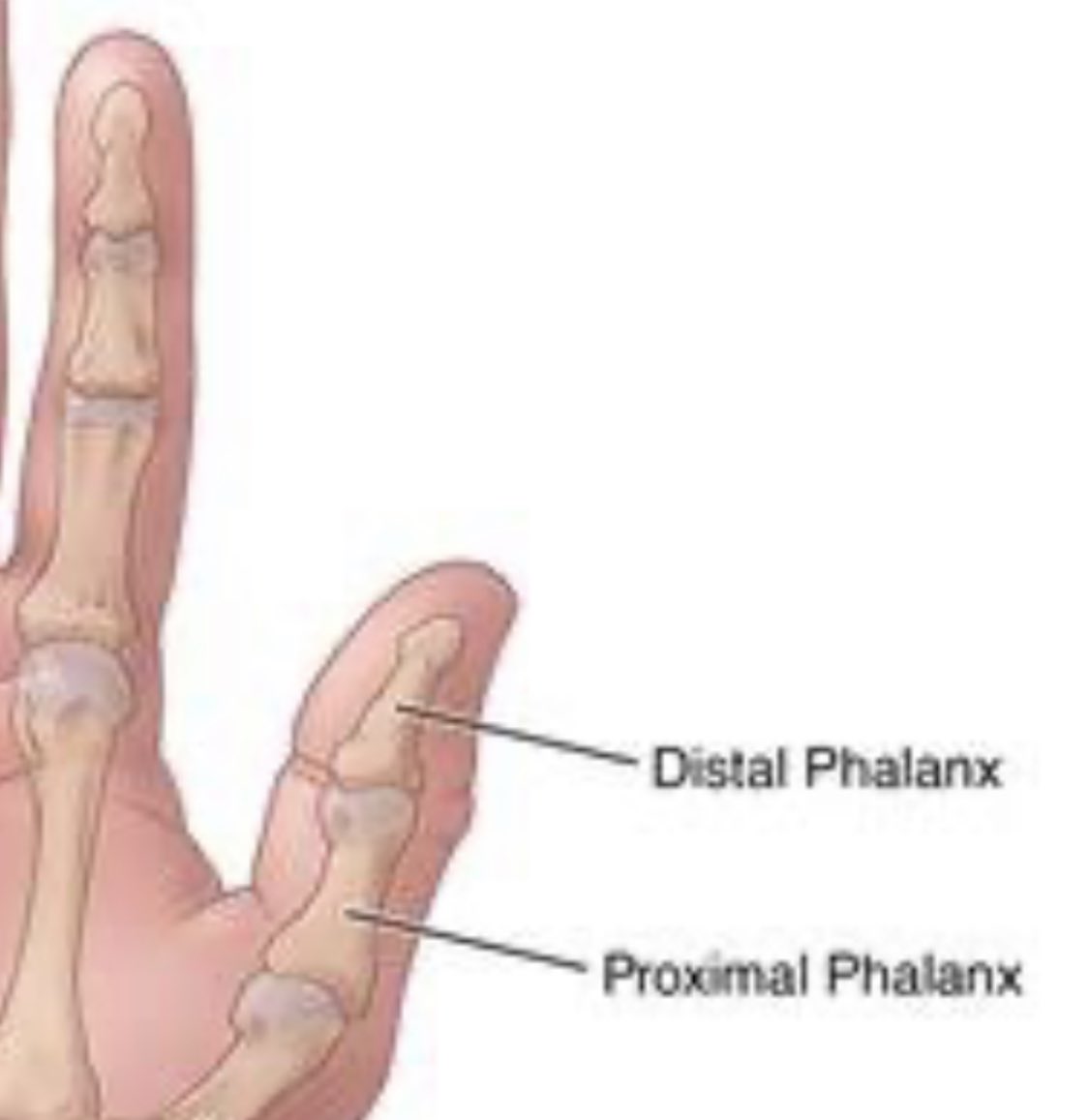 Dr Nav Sidhu on Twitter: "Honest question. When a recipe says ‘thumb-sized’ do they mean the ...