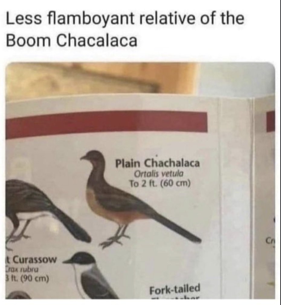 Bulbul Memes