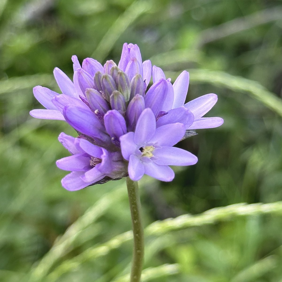 Emily Mills's Threads – Thread Reader App