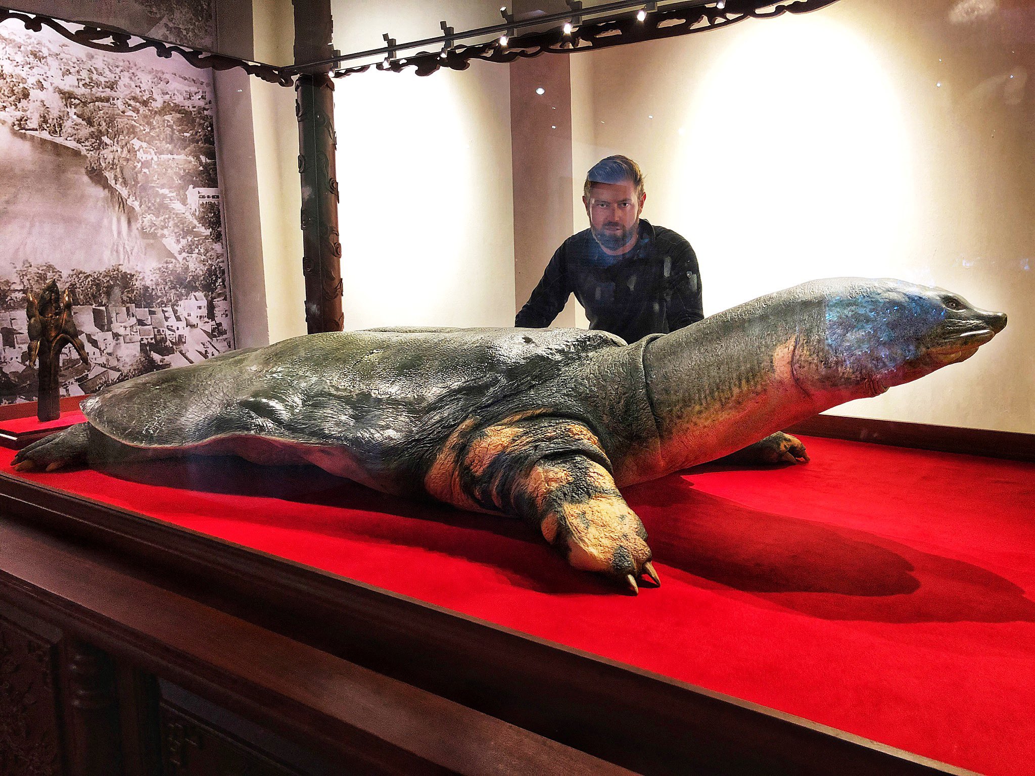 Biggest Turtle In The World