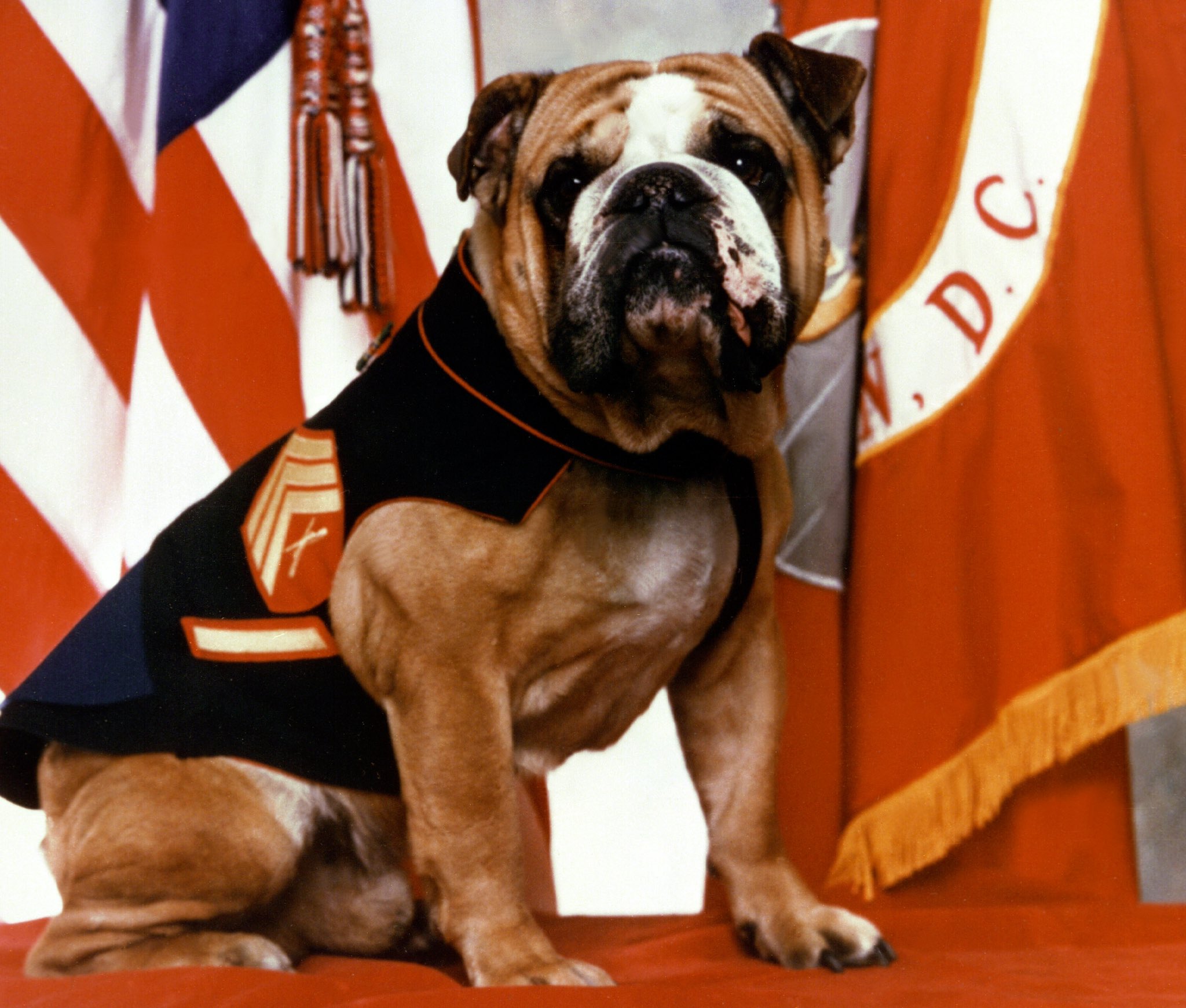 Marine Corps Bulldog