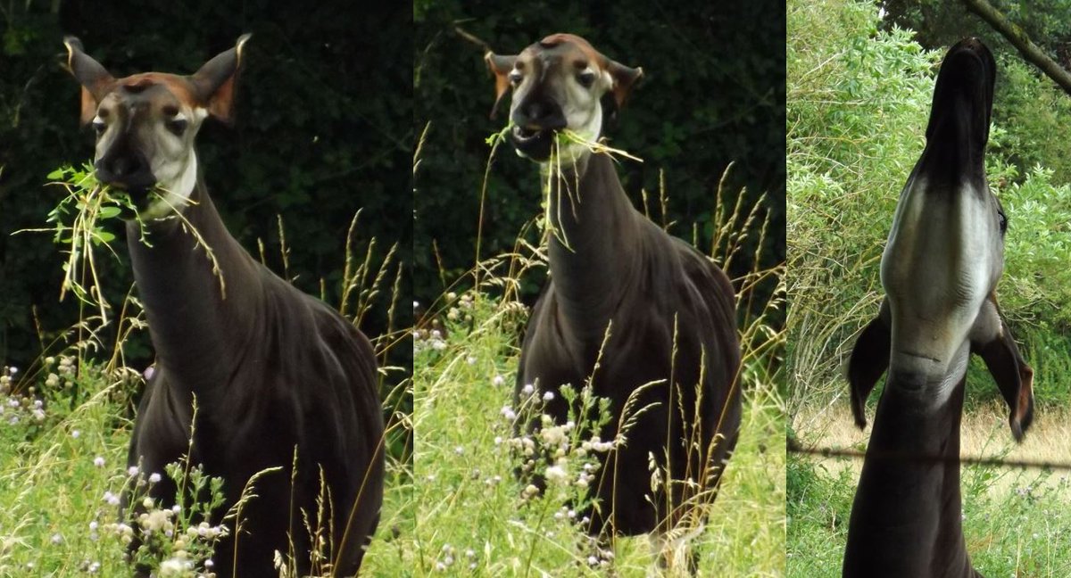 Darren Naish on Twitter: "New at Tetrapod Zoology: the second part in my review of #Okapi ...