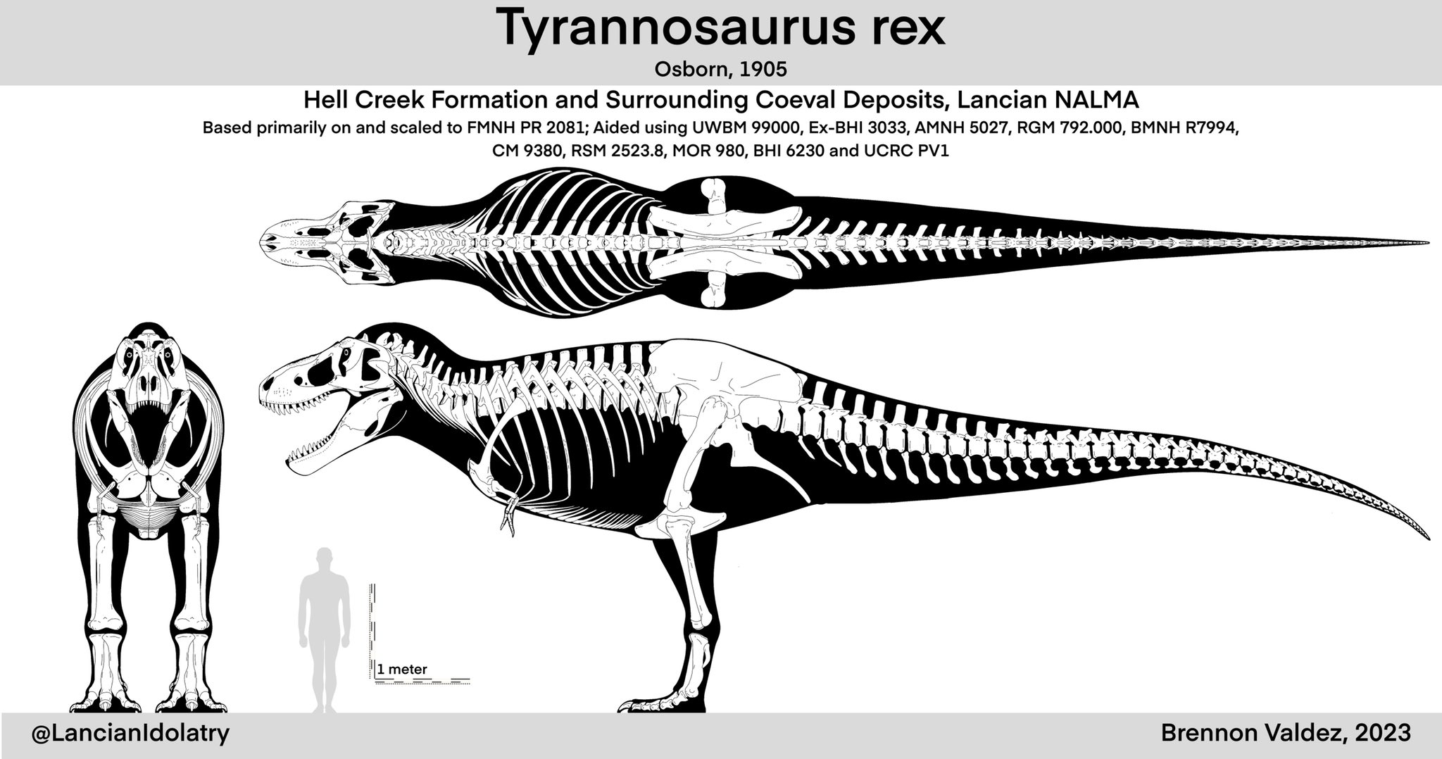 Tyrannosaurus Rex Skeleton Diagram