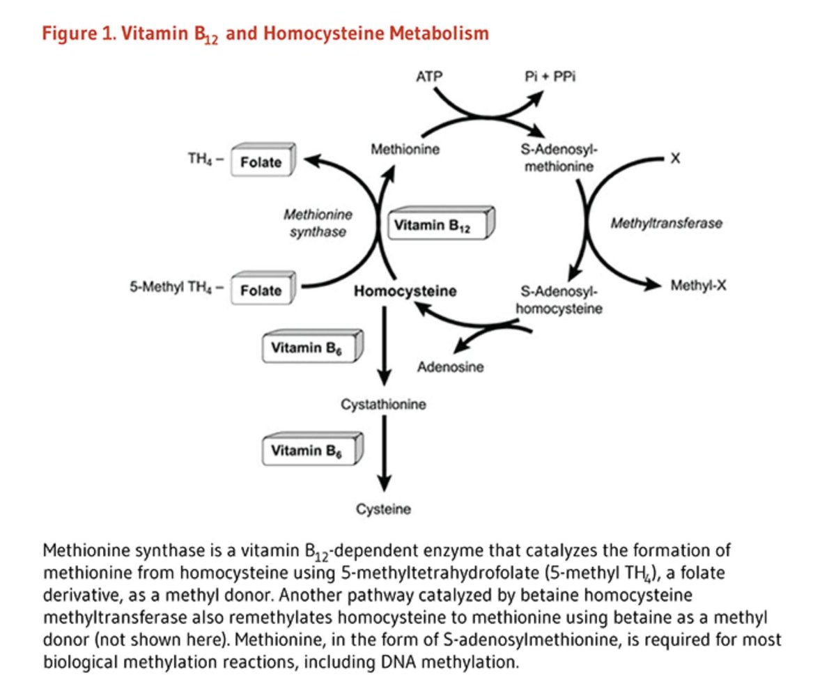 Vitamin B12 A chemically complex vitamin with DNA preserving, nerve ...