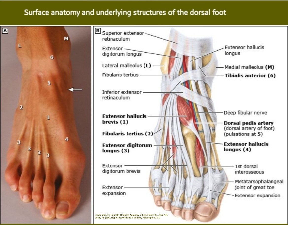 Dorsum Of Foot