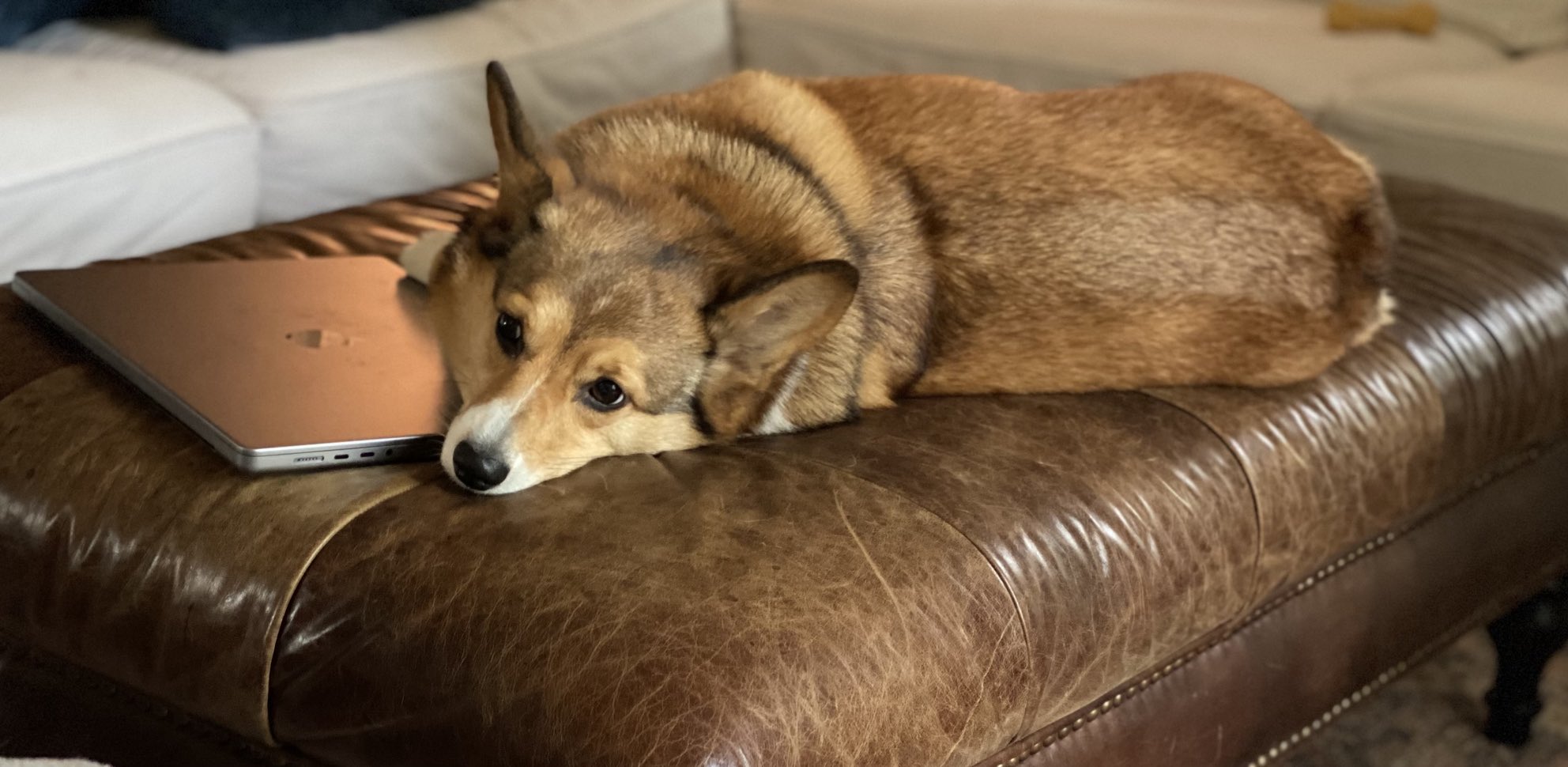 cogi Lover (@lover_corgi_) / Twitter