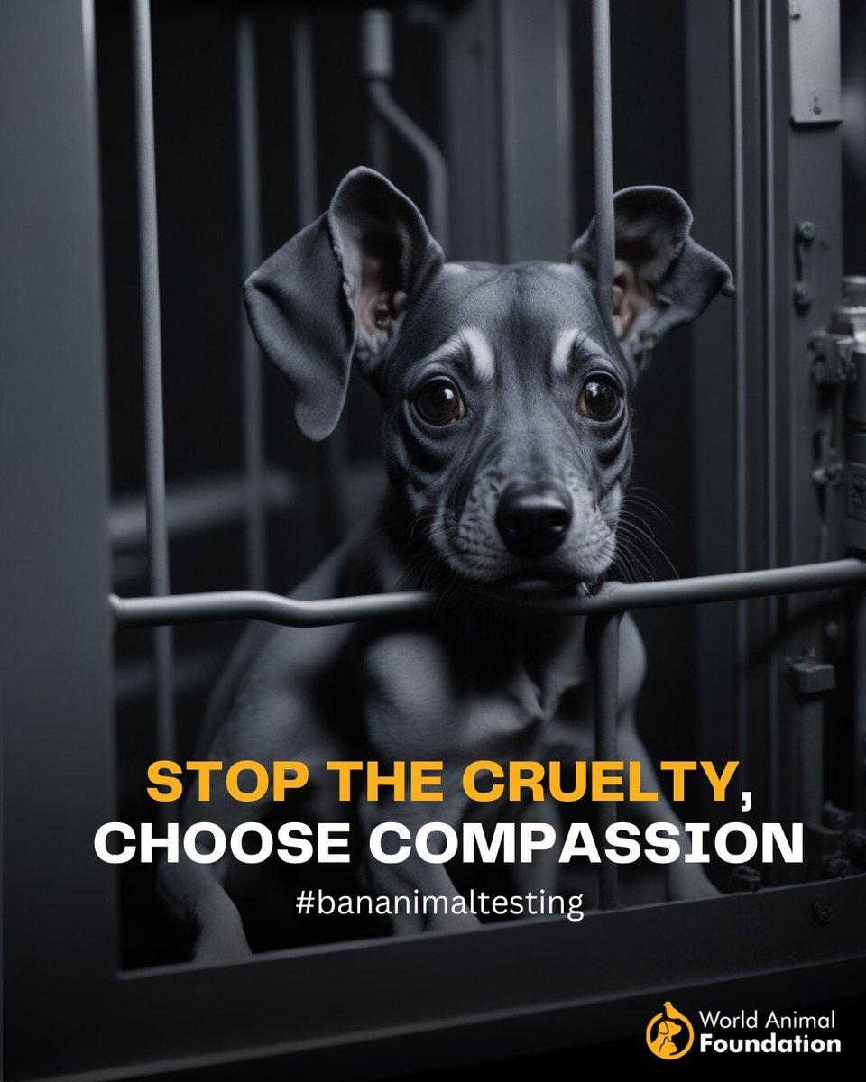 Pathos Advertisement Animals