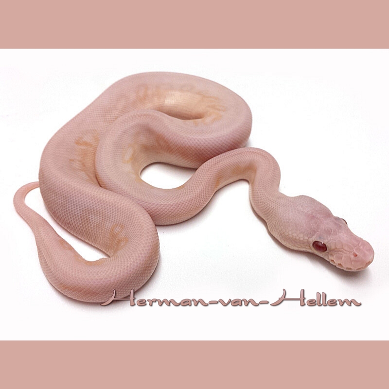 Super Black Pastel Ball Python