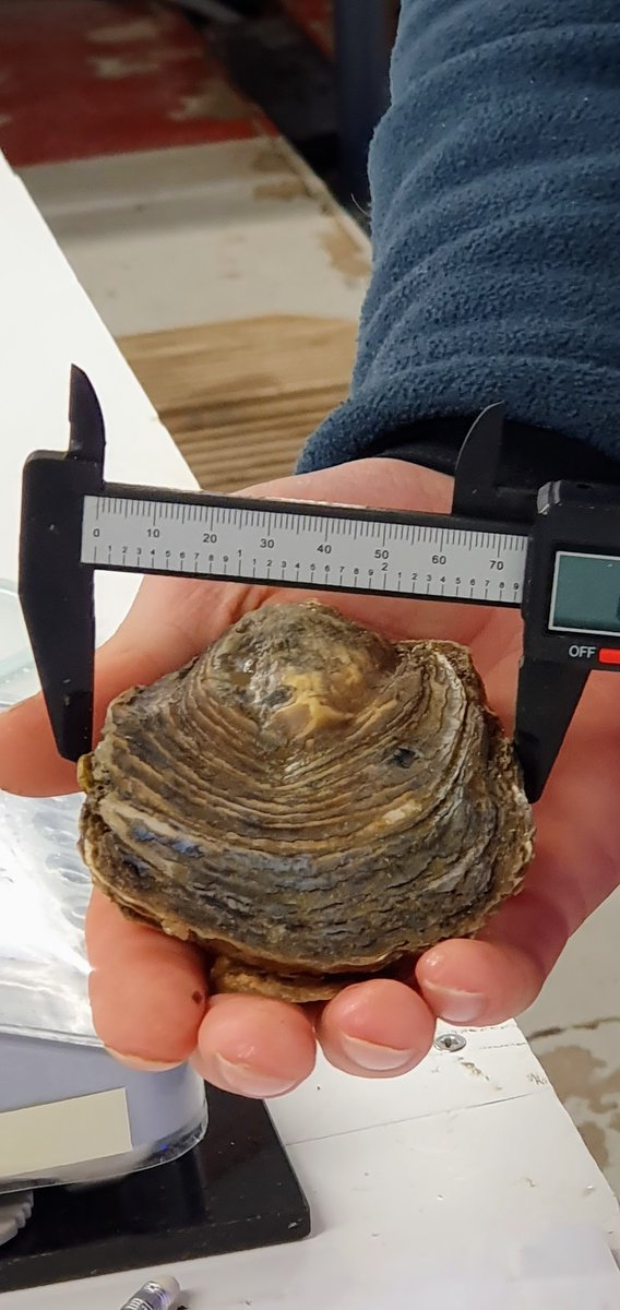 News – Wild Oysters project