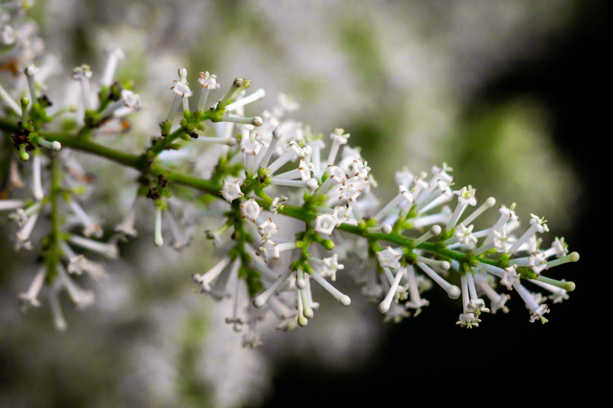 The stunning flowers of the Daram tree (𝘞𝘦𝘯𝘥𝘭𝘢𝘯𝘥𝘪𝘢 𝘭𝘶𝘻𝘰𝘯𝘪𝘦𝘯𝘴𝘪𝘴), which ...