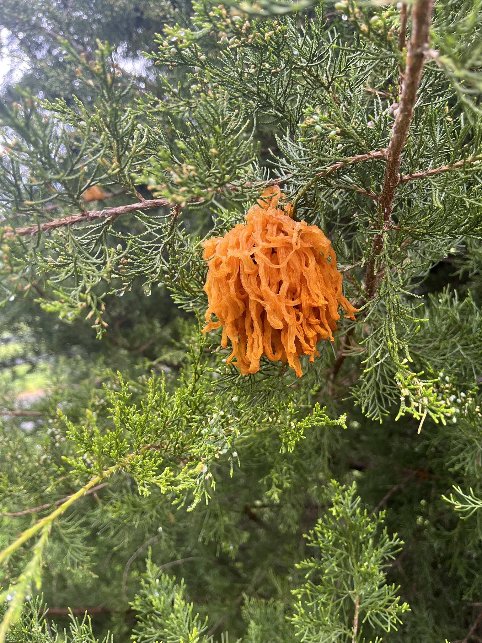 Cedar Tree Flower
