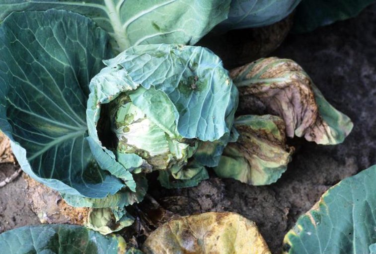 Cabbage Production 101 First: Fun Facts about cabbages 1. It is ...