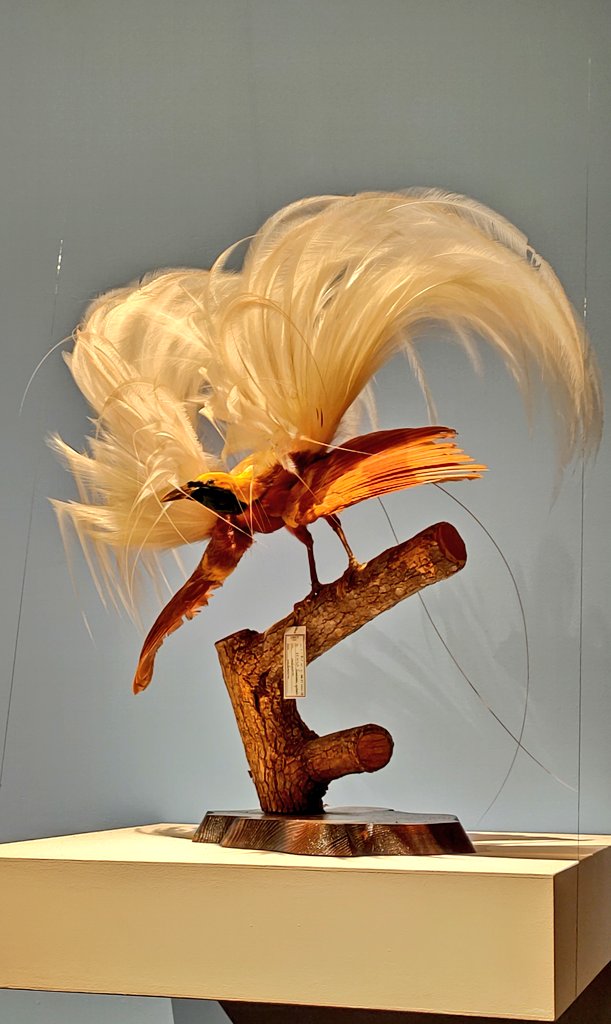 夕焼け⚔️もんめ感謝 on Twitter: "東京駅Kitteの無料博物館インターメディアテクで5月7日まで開催の特別展示「極楽鳥」に行ってきました。鳥の剥製と鳥モチーフの宝石約100点が ...
