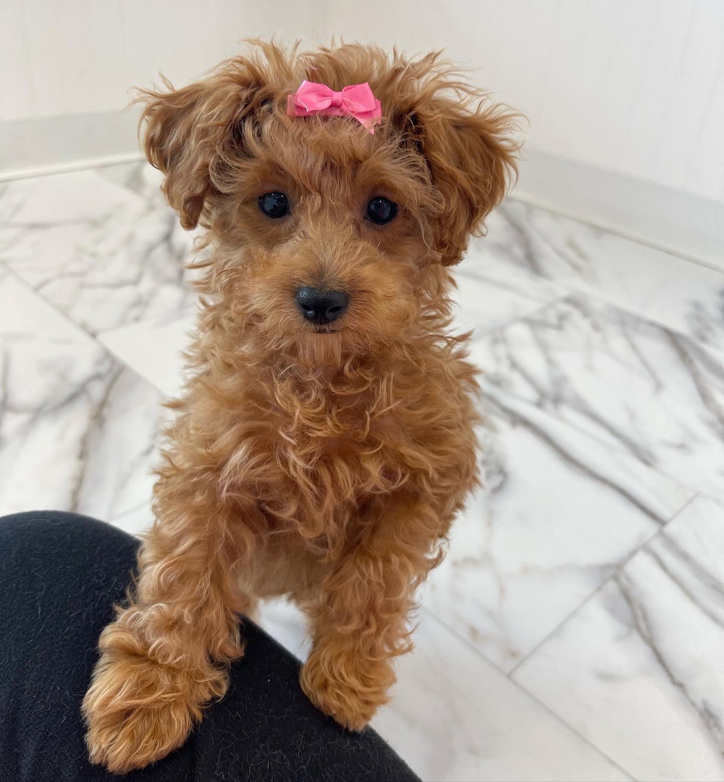 Yorkie Mini Poodle