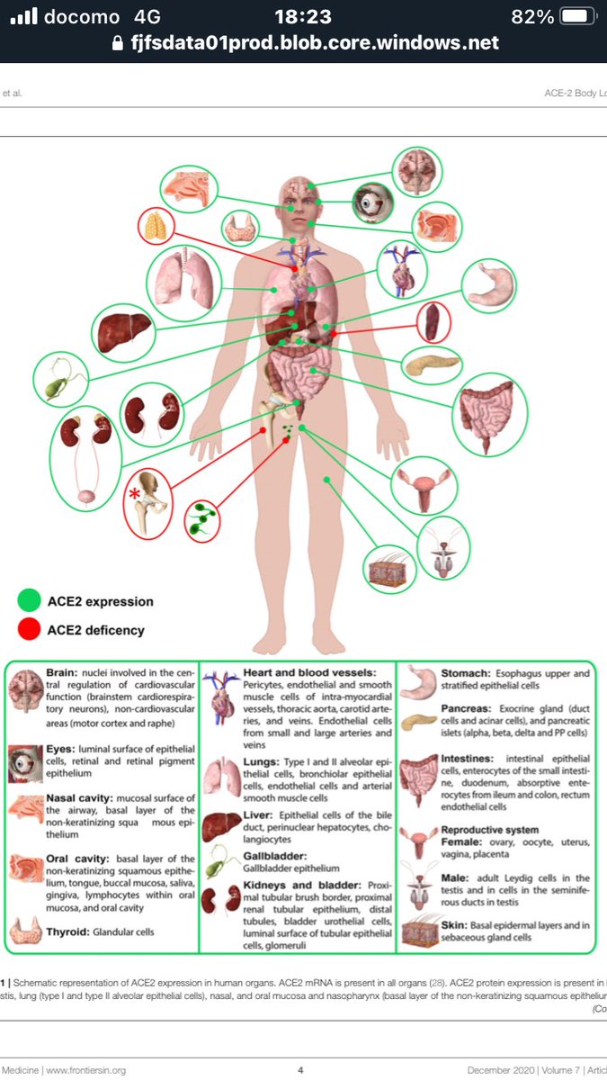 Stray, a student of comparative pathology on Twitter: "Body Localization of ACE-2: On the Trail ...