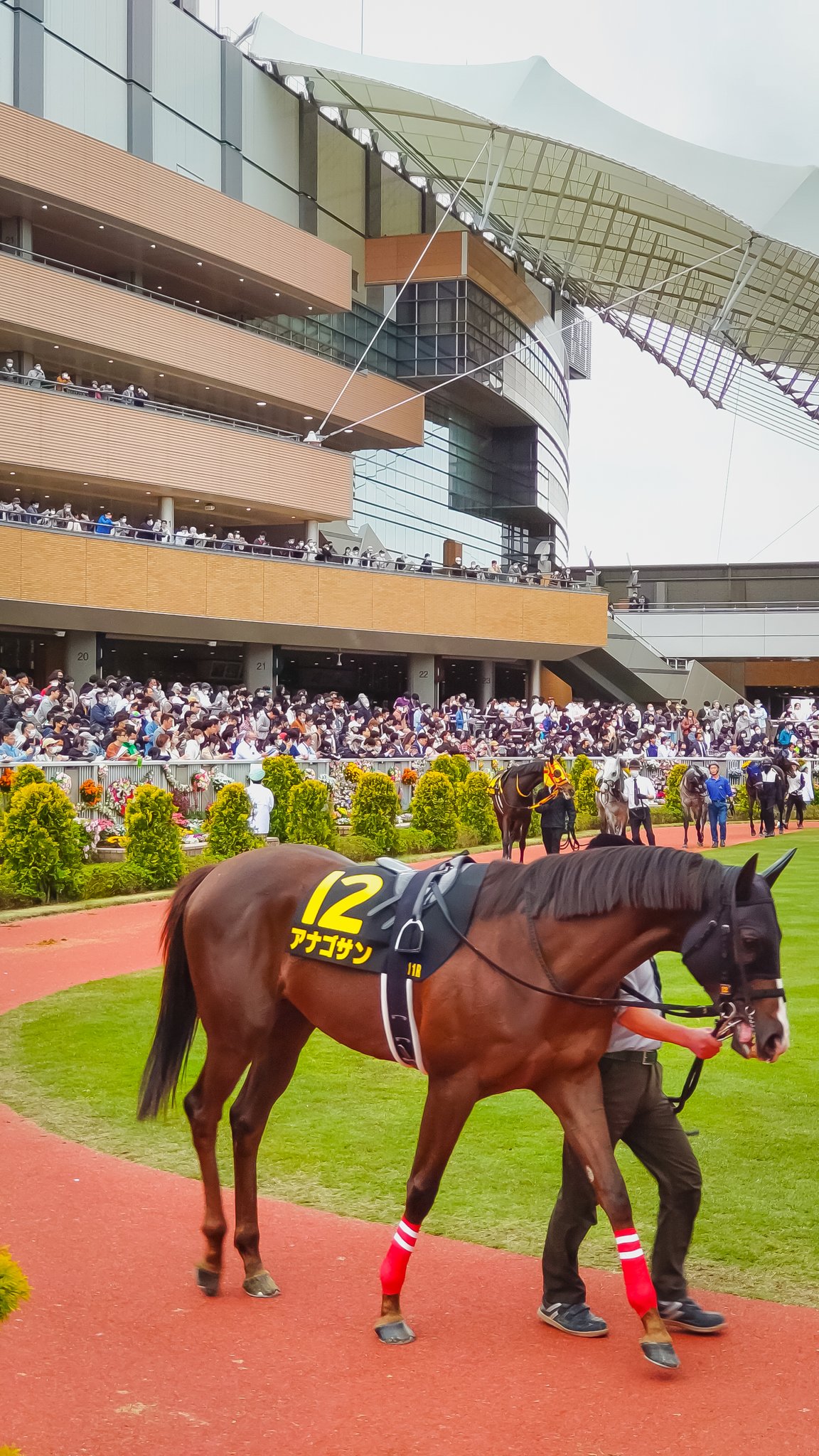 マコ@Portrait·photo/Red Bull 2 on Twitter: "r5.4.30 新潟市•JRA新潟競馬場 11R谷川岳S #アナゴサン 号🐎 #JRA #新潟競馬場 #新潟 ...