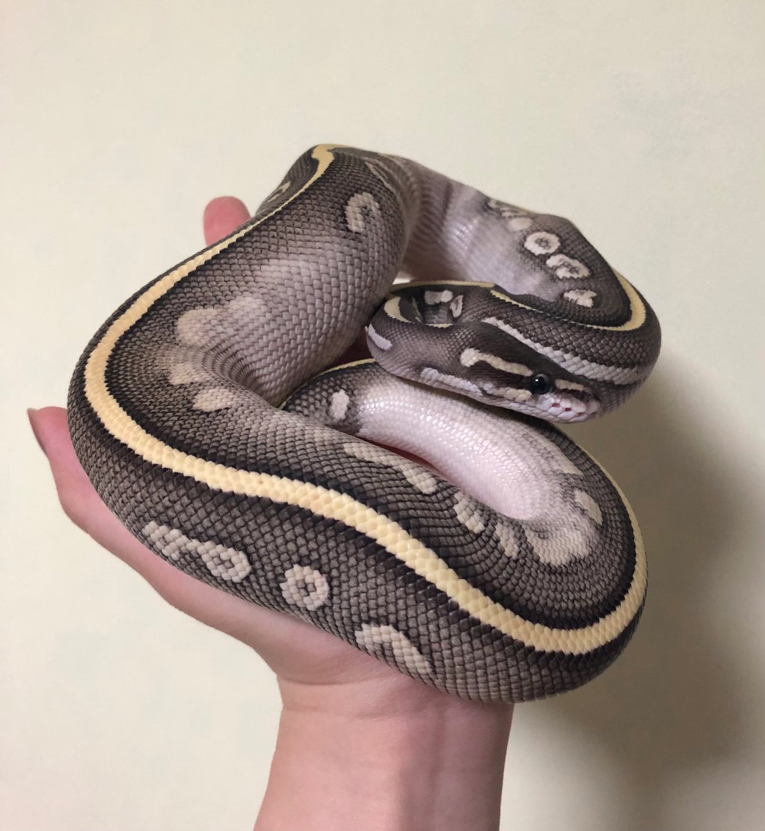 DEU Reptiles on Twitter: "RT @j4n0_me: 目指すはSuper Phantom Ghost👻 #Ballpython #ボールパイソン #SWAGBaller ...