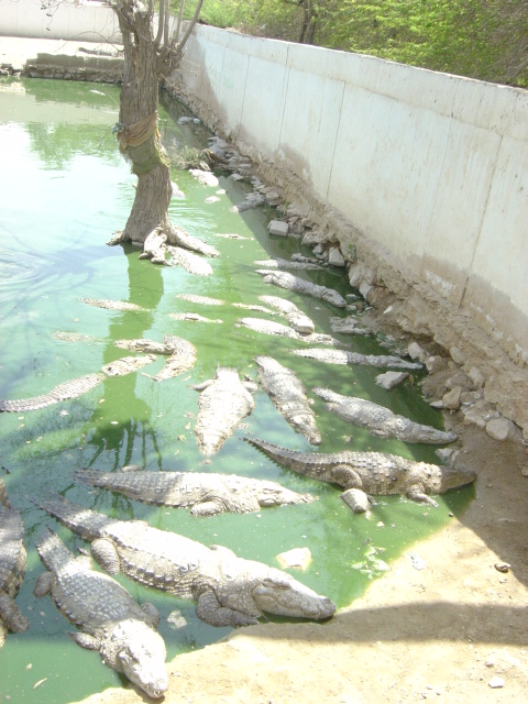 This video is from Manghophir, a crocodile shrine in Pakistan. It's a ...