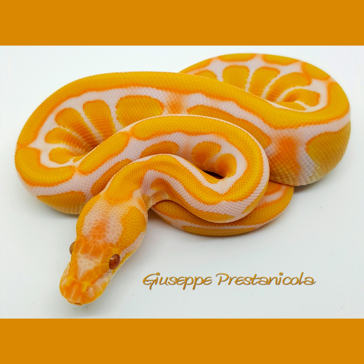 Lavender Albino Ball Python