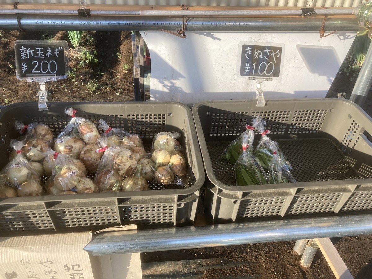 Muddy Farmマディファーム On Twitter 419 無人販売 ふわっふわのレタスぜひ〜 農家 農業 厚木 野菜直売所 ネギ ねぎ 春キャベツ サニーレタス