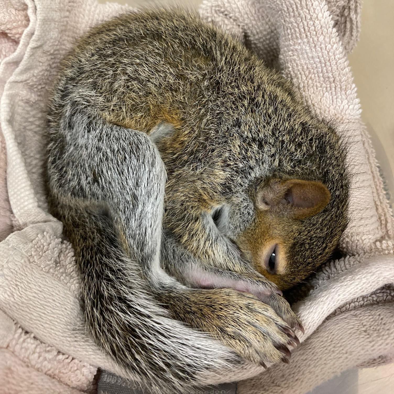 Sleepy Time Squirrel